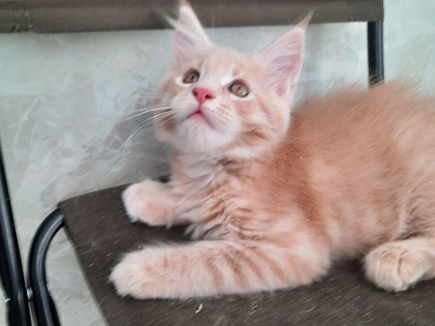 Котята мейн-кунята