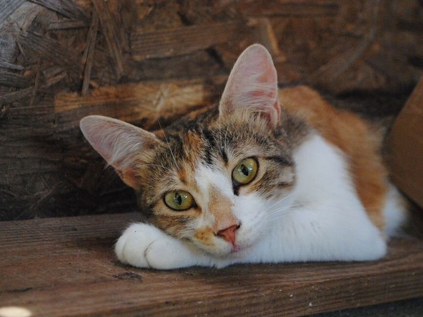 Хорошенькая, кокетливая Найда)