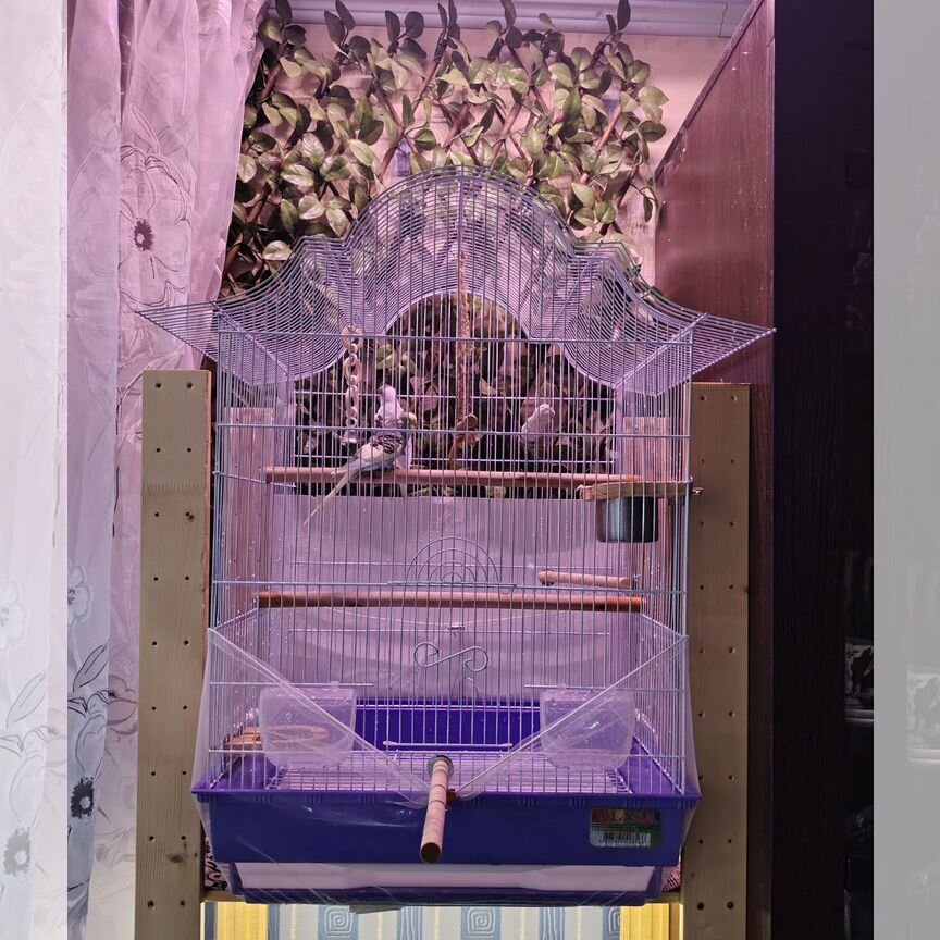 Клетка с попугаями