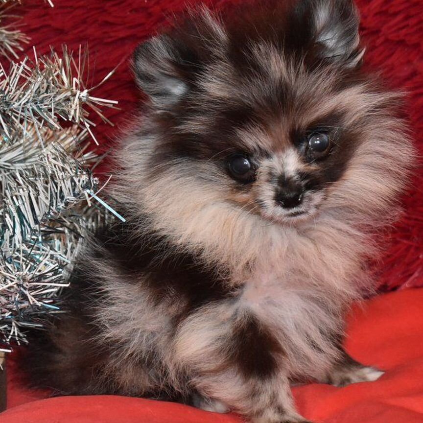 Померанский шпиц, щенок