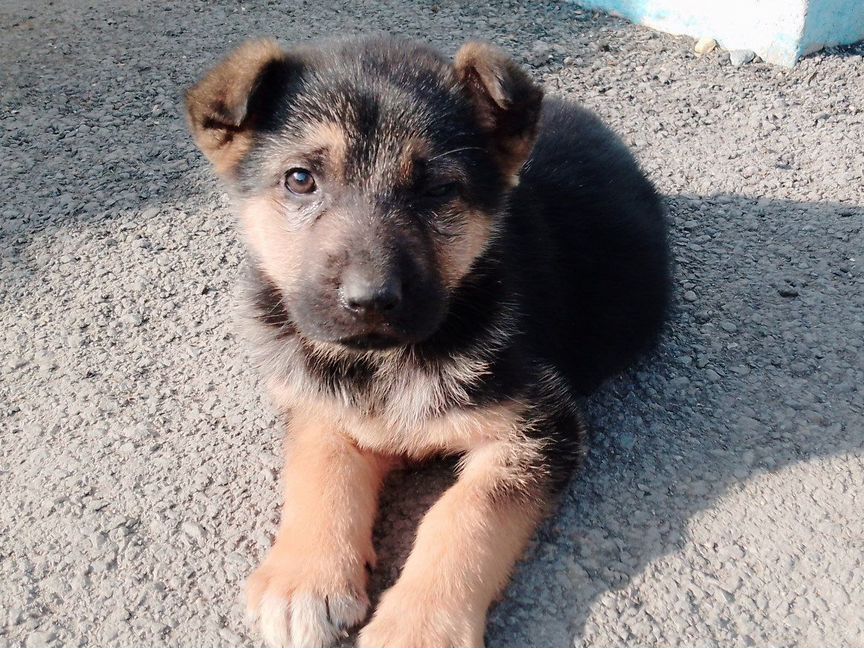 Щенки смесь с немецкой овчаркой