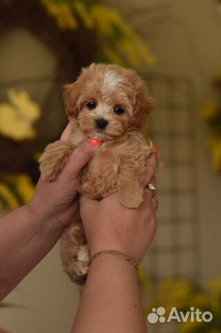 Мальтипу f1 mini