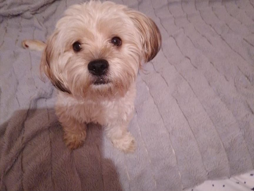 Мальтийская болонка мальчик