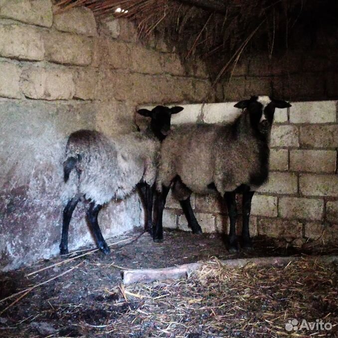 Молодые овцы