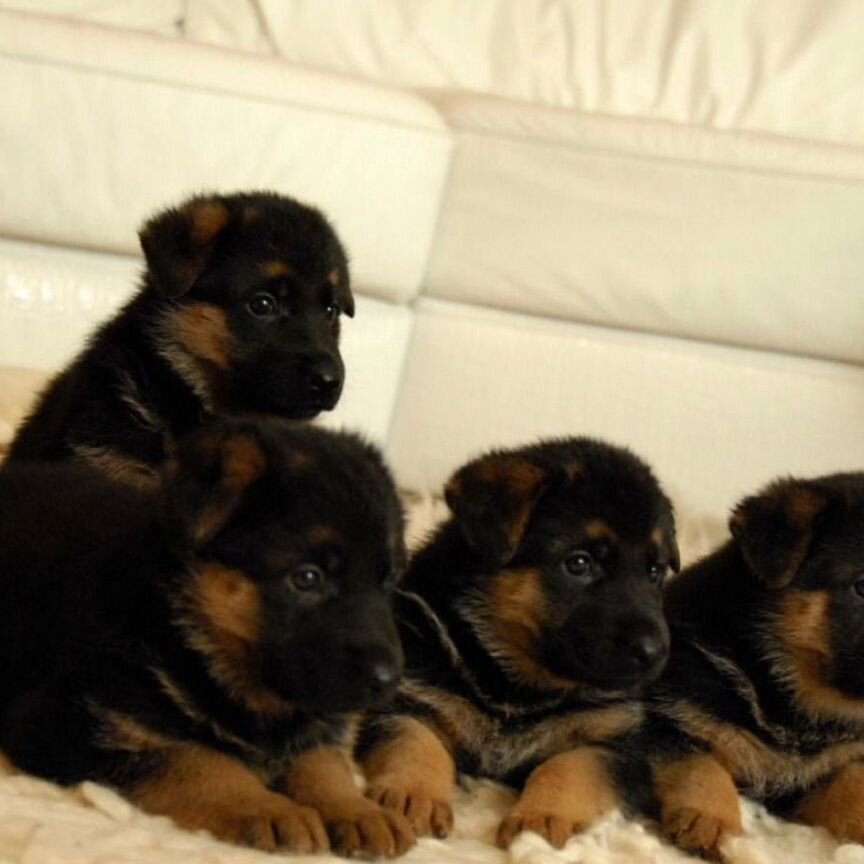 Яркие, умные, лучшие щенки