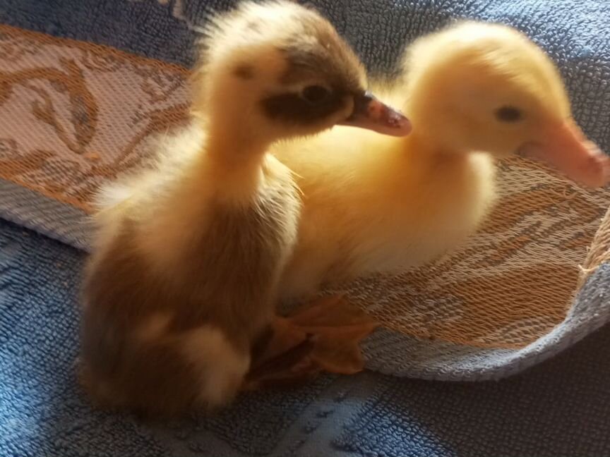 Утята порода Индийский бегунок