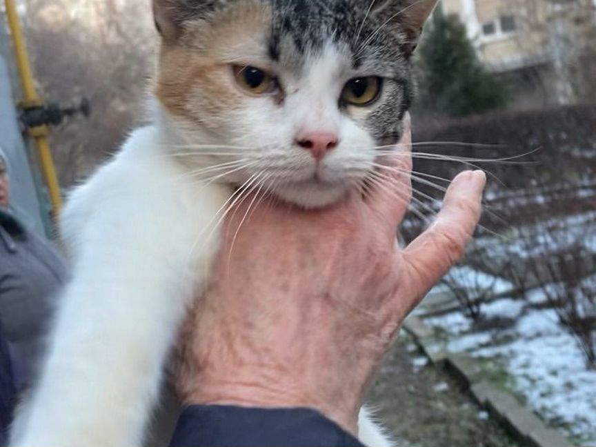 Котенок трехцветная красивая