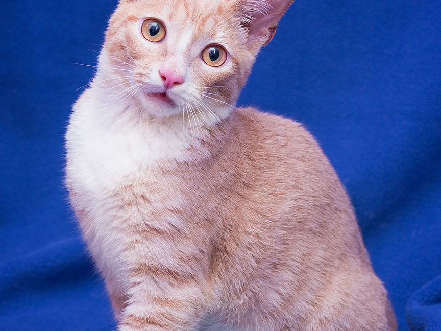 Котенок, который сам запрыгнет на руки