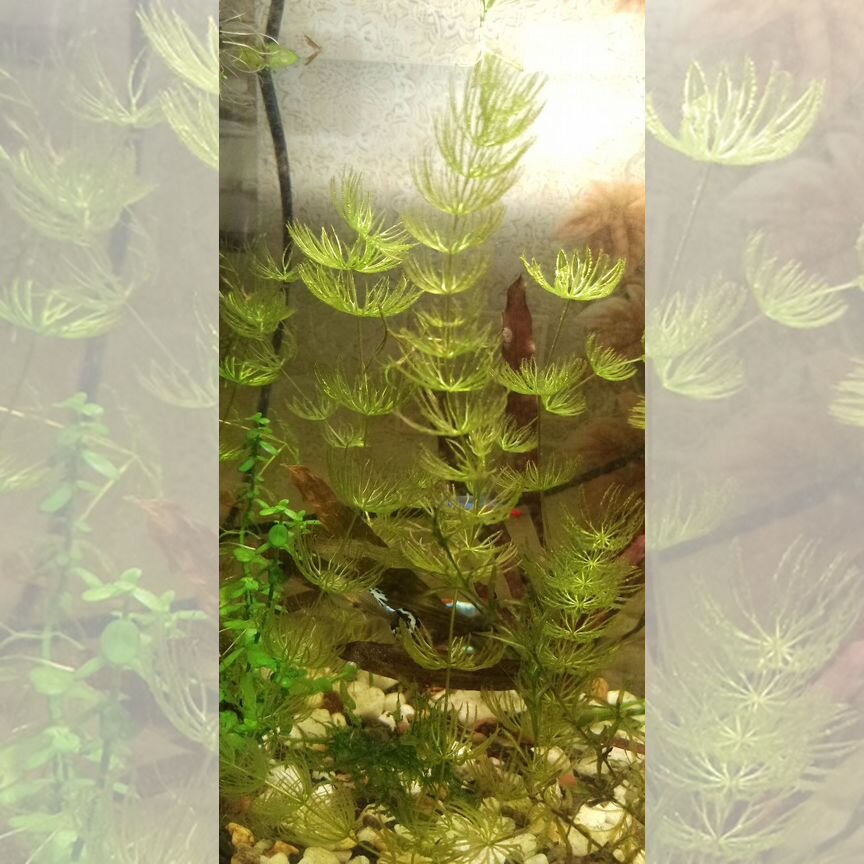 Роголистник в аквариум, водоросли