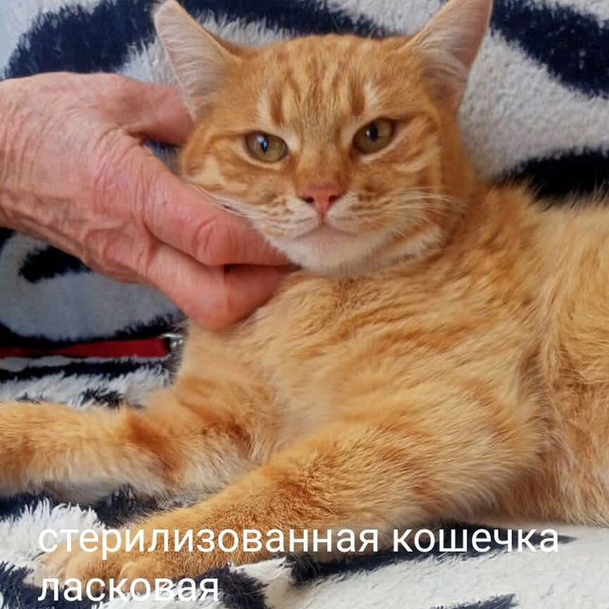 Рыжая красотка 6 мес