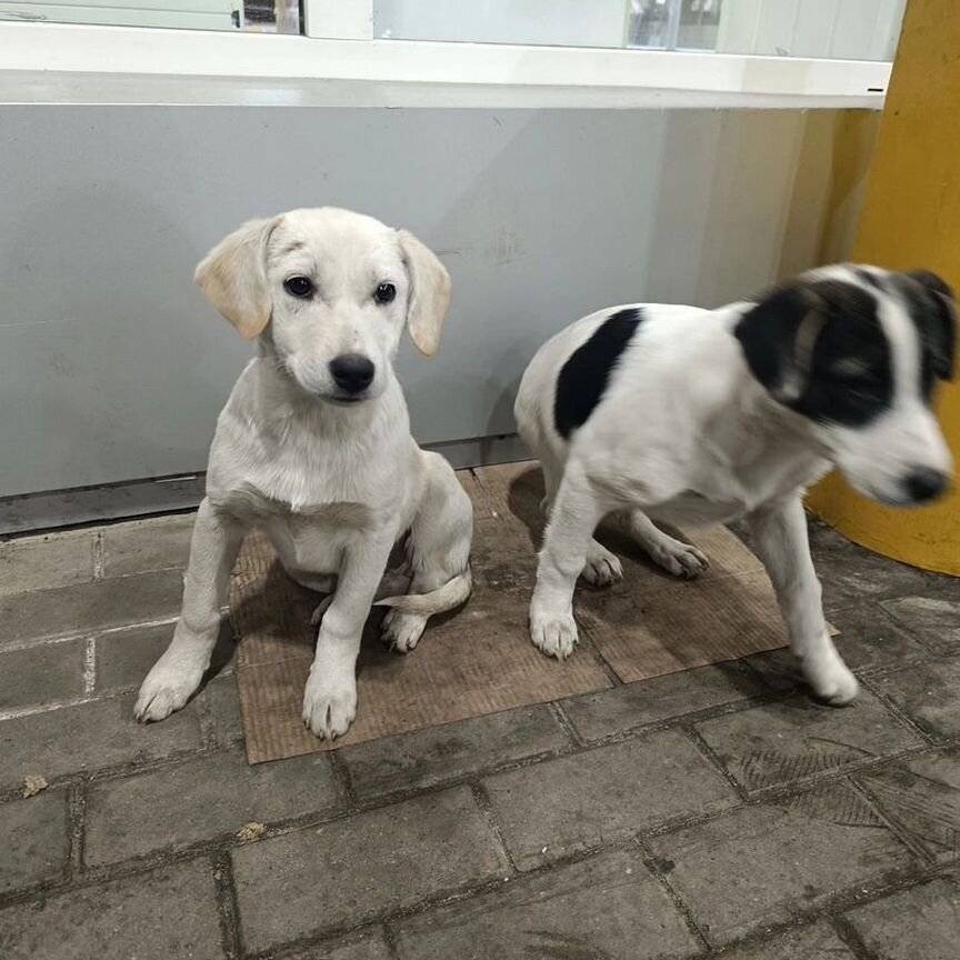 Щенки в добрые руки