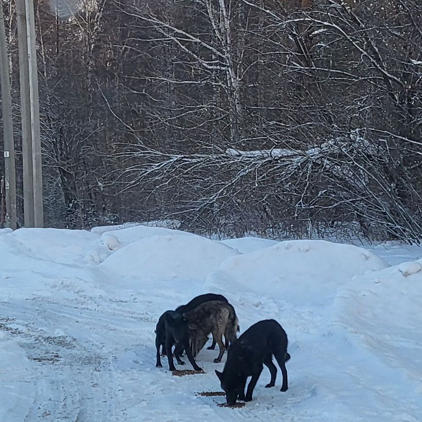 Корм животным