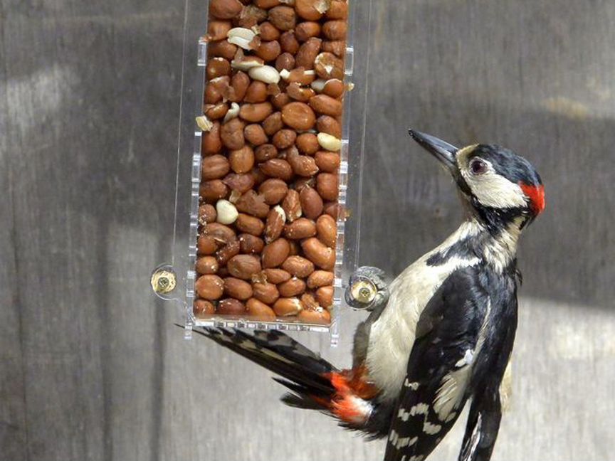 Кормушка для птиц подвесная для арахиса