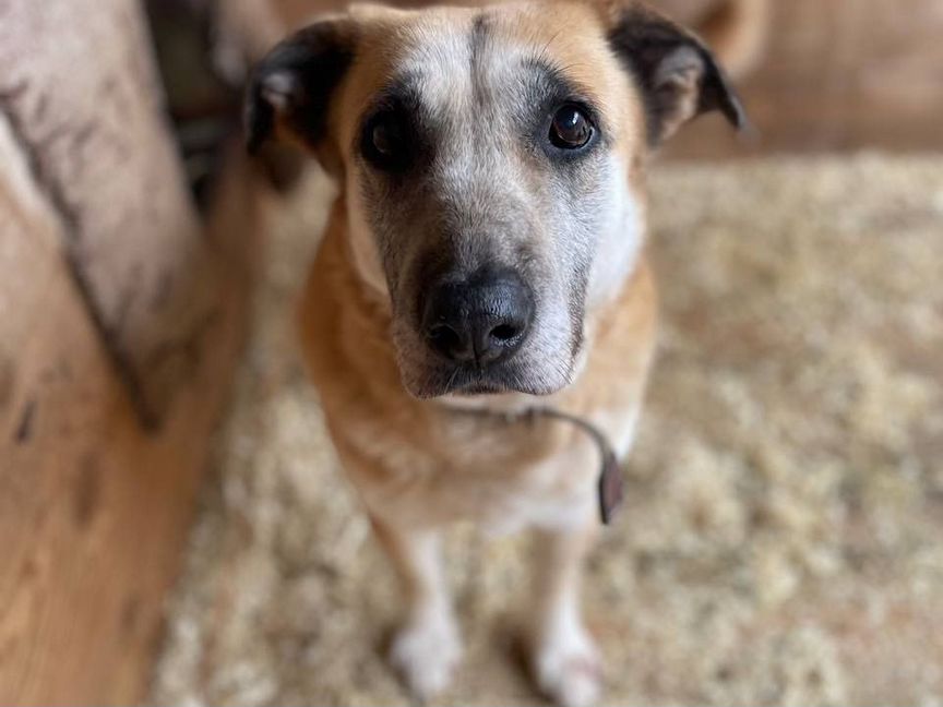 Собака из приюта в добрые руки