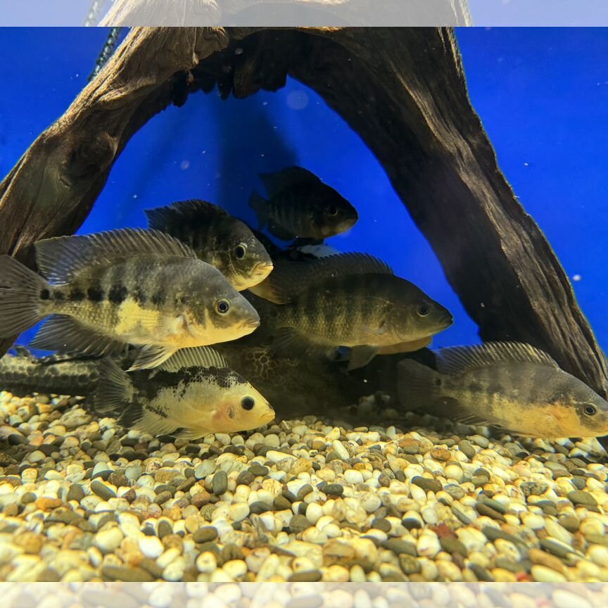 Цитроновая цихлазома