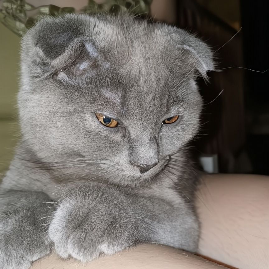 Шотландский вислоухий короткошёрстный котёнок