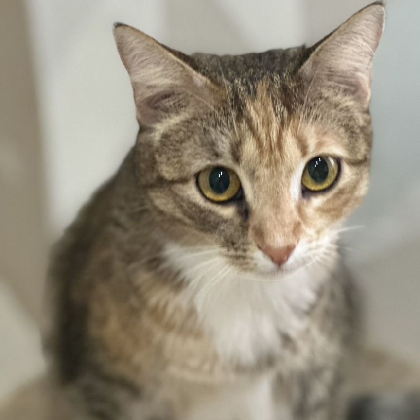 Взрослая кошка в добрые руки