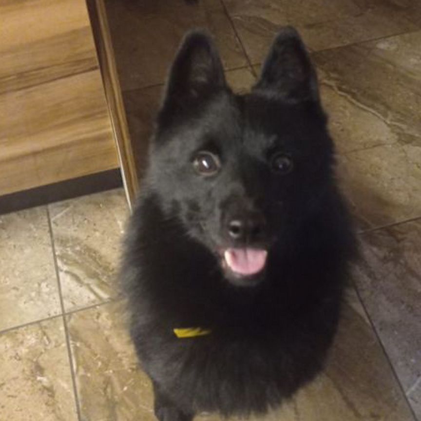 Вязка собак шипперке