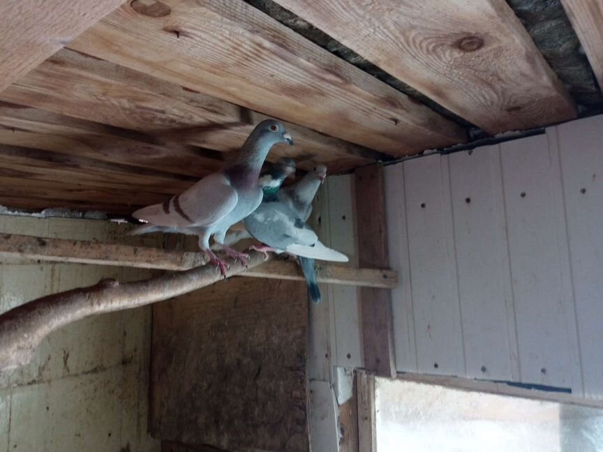 Голуби почтовые