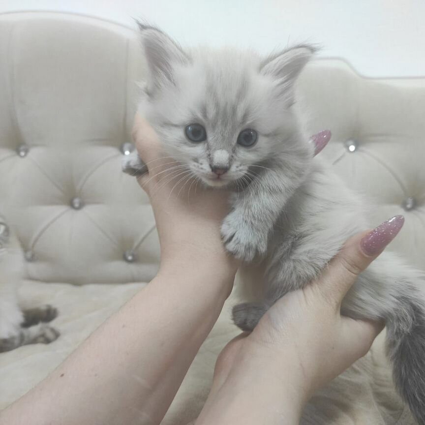 Продам котят Невская маскарадная