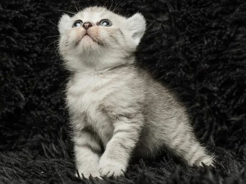 Котята в добрые руки 1 месяц