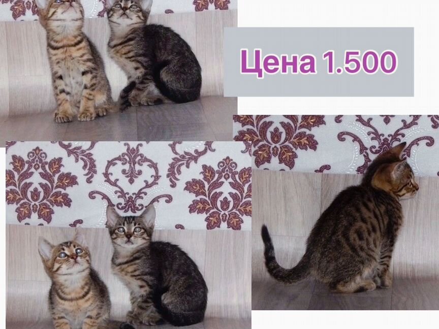 Ласковые гиганты