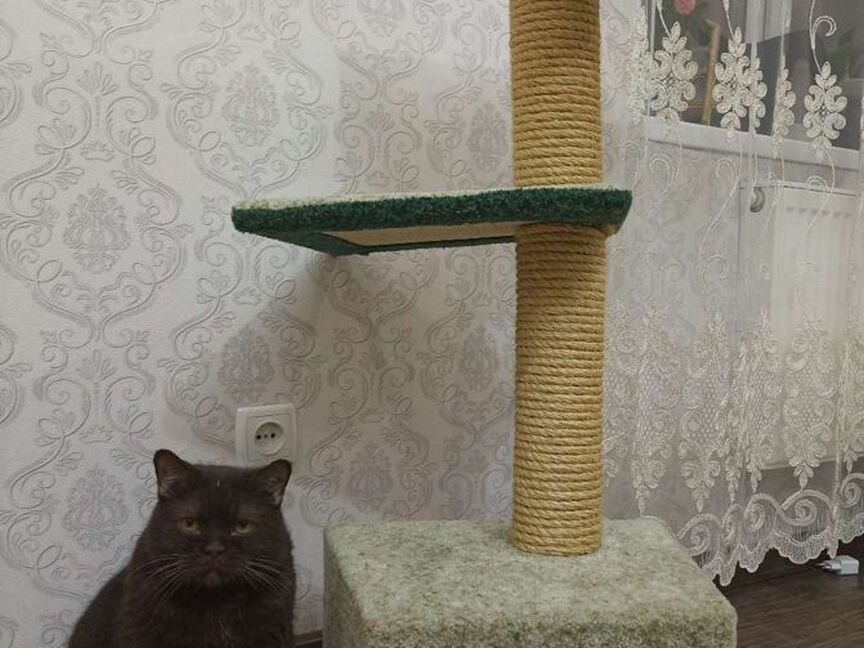 Котик продает свой дом с когтеточкой