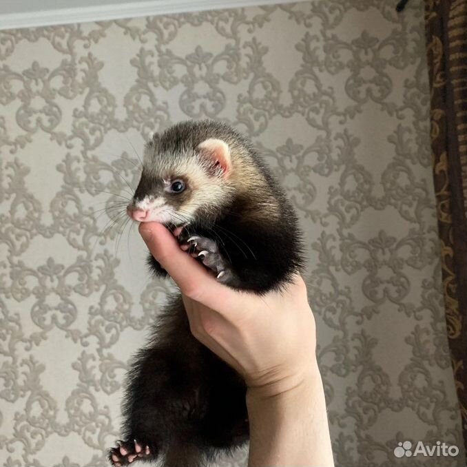 Хорек домашний