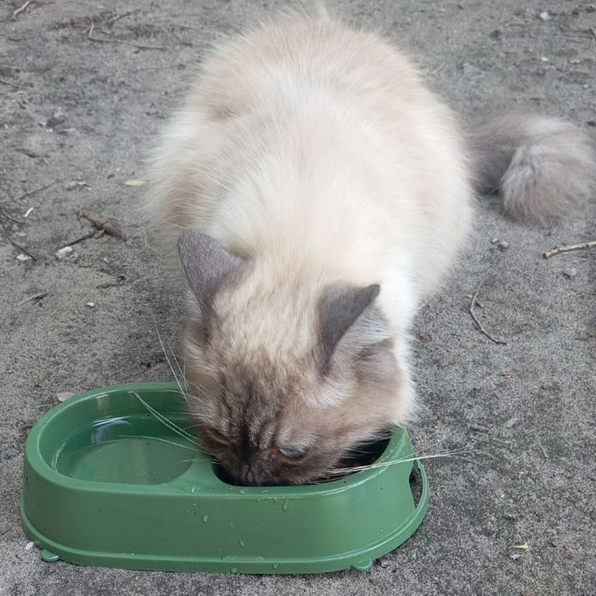 Кошка