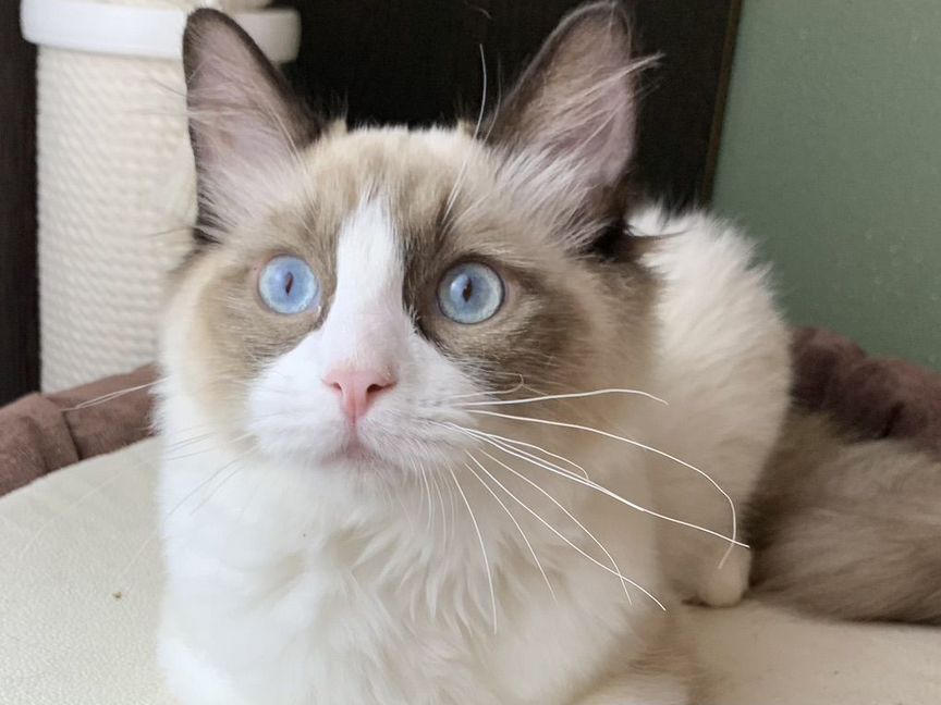 Котенок ragdoll с документами wfa