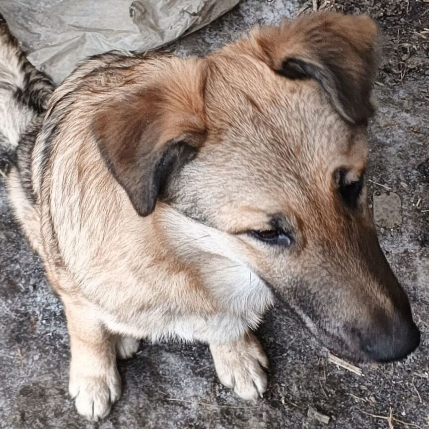 Среднеазиатская овчарка, щенок