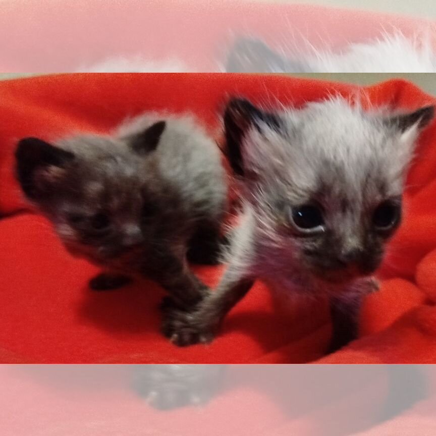 Сиамский котёнок