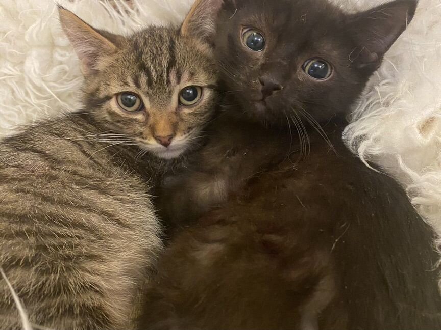 Котята