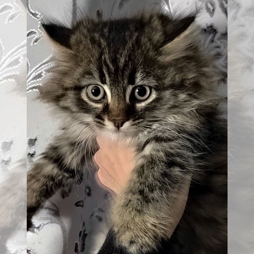 Сибирский котёнок