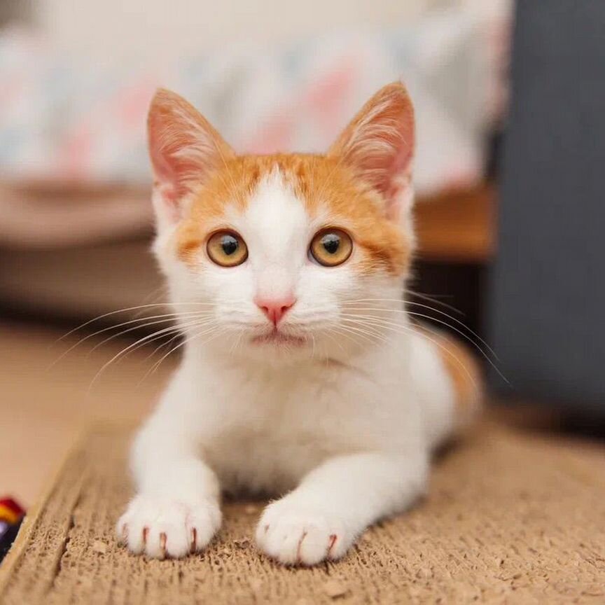 Котенок мальчик ищет дом