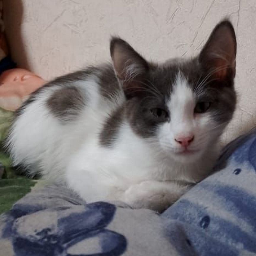 Домашние животные котик беплатно