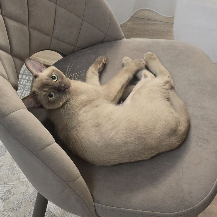 Бурманский котенок