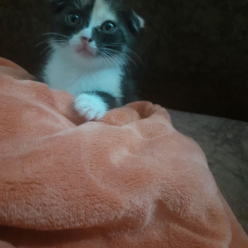 Котятенок вислоухая девочка трёхцветная