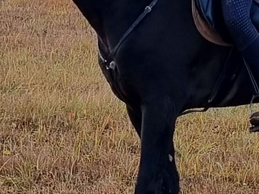 Мартингал для лошади