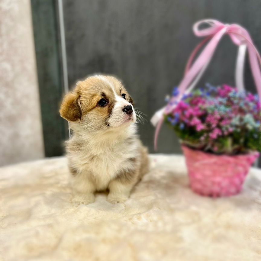 Корги с мультяшной мордочкой