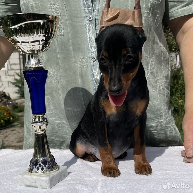 Щенки цвергпинчера питомник Тень Луны