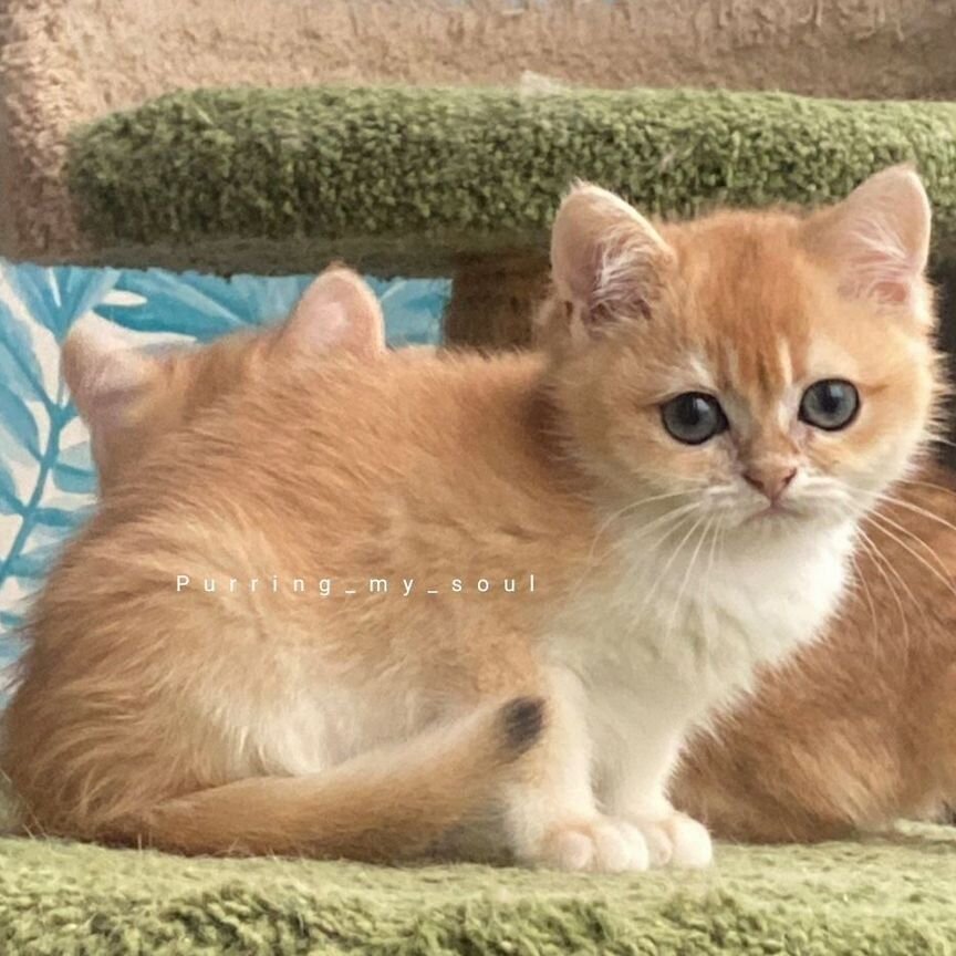 Британский короткошёрстный котёнок