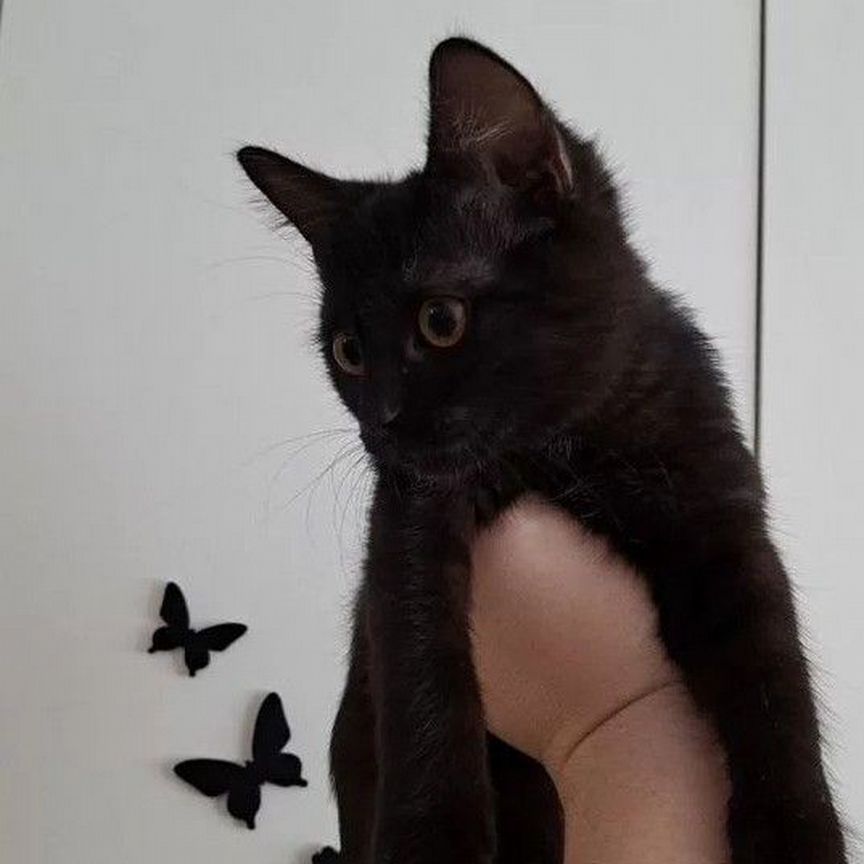 В добрые руки котенок девочка