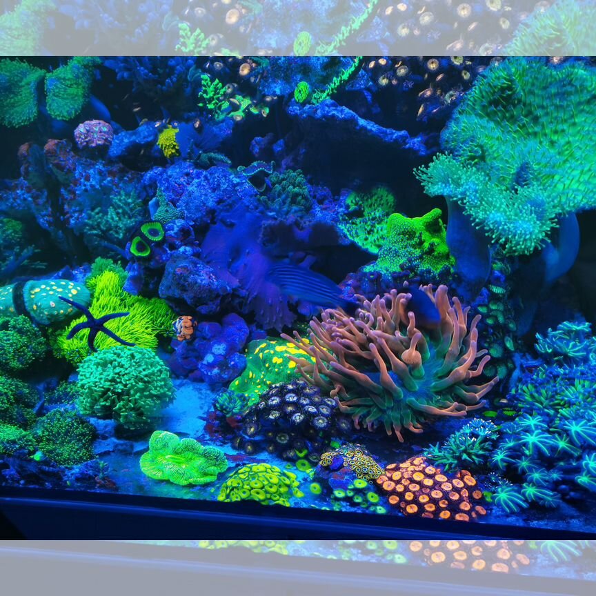 Актиния квадриколор