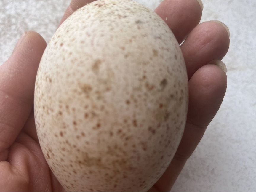 Яйца индюшки инкубационные