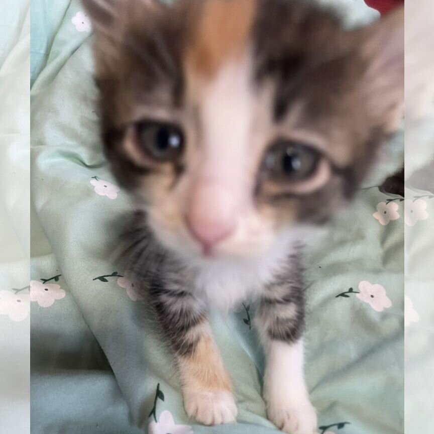 Котёнок в добрые руки