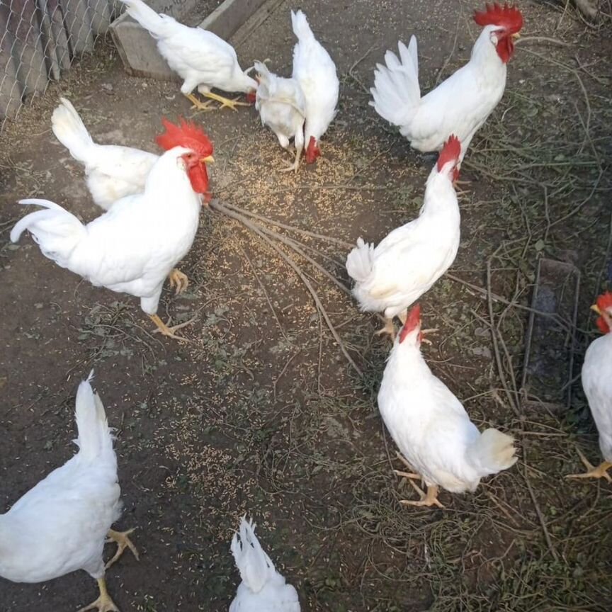 Куры несушки легорн Белый стандарт