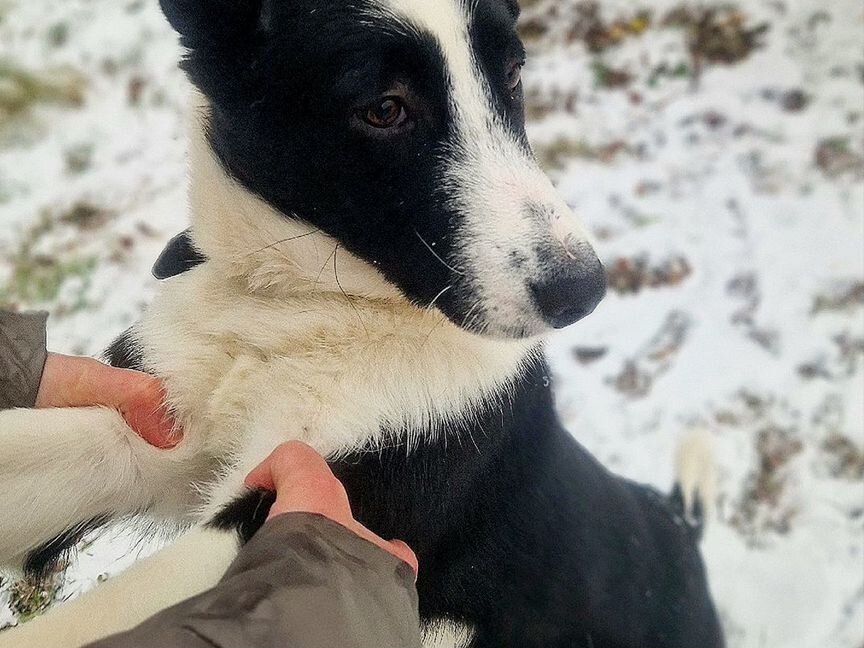 Щенок