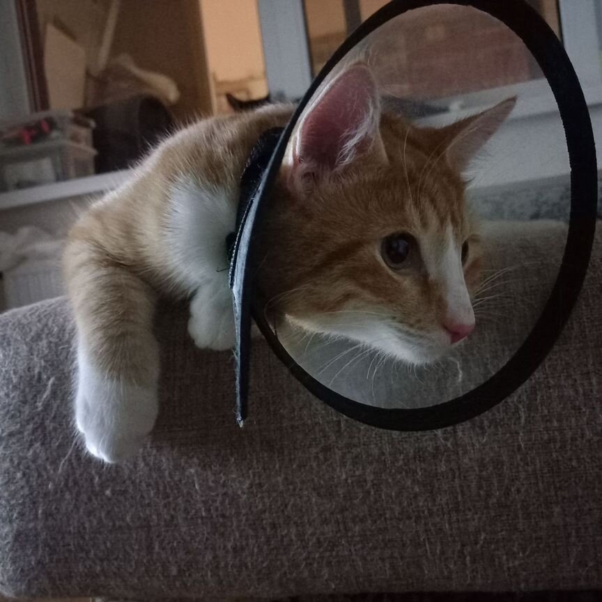 Рыжик котёнок в добрые руки