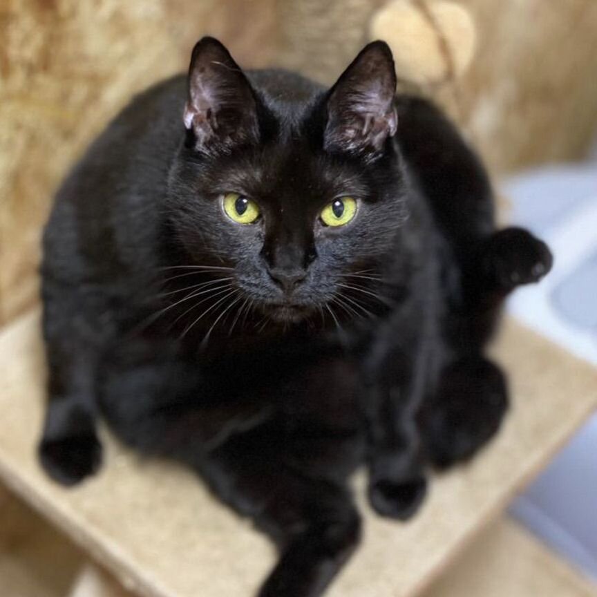 Кошечка
